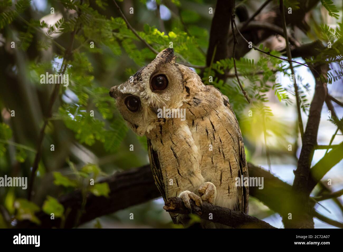 Indian scops owl hi-res stock photography and images - Alamy