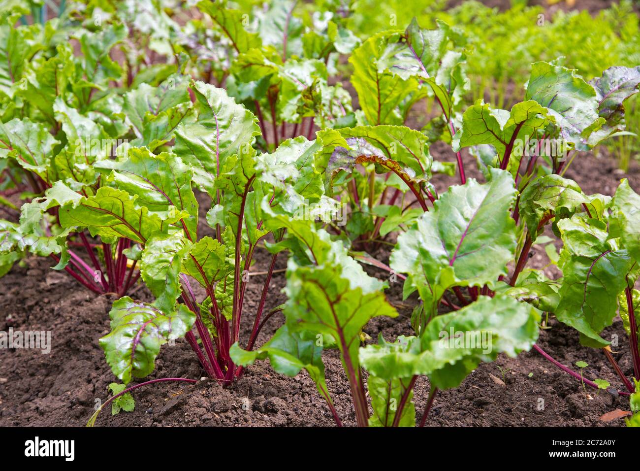 Beetroot seedling hi-res stock photography and images - Alamy