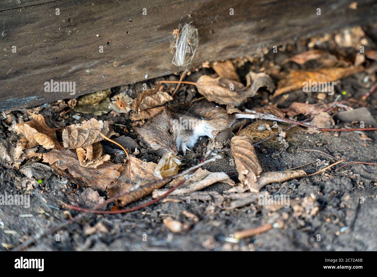A dead gray mouse on the ground among dry leaves Stock Photo - Alamy