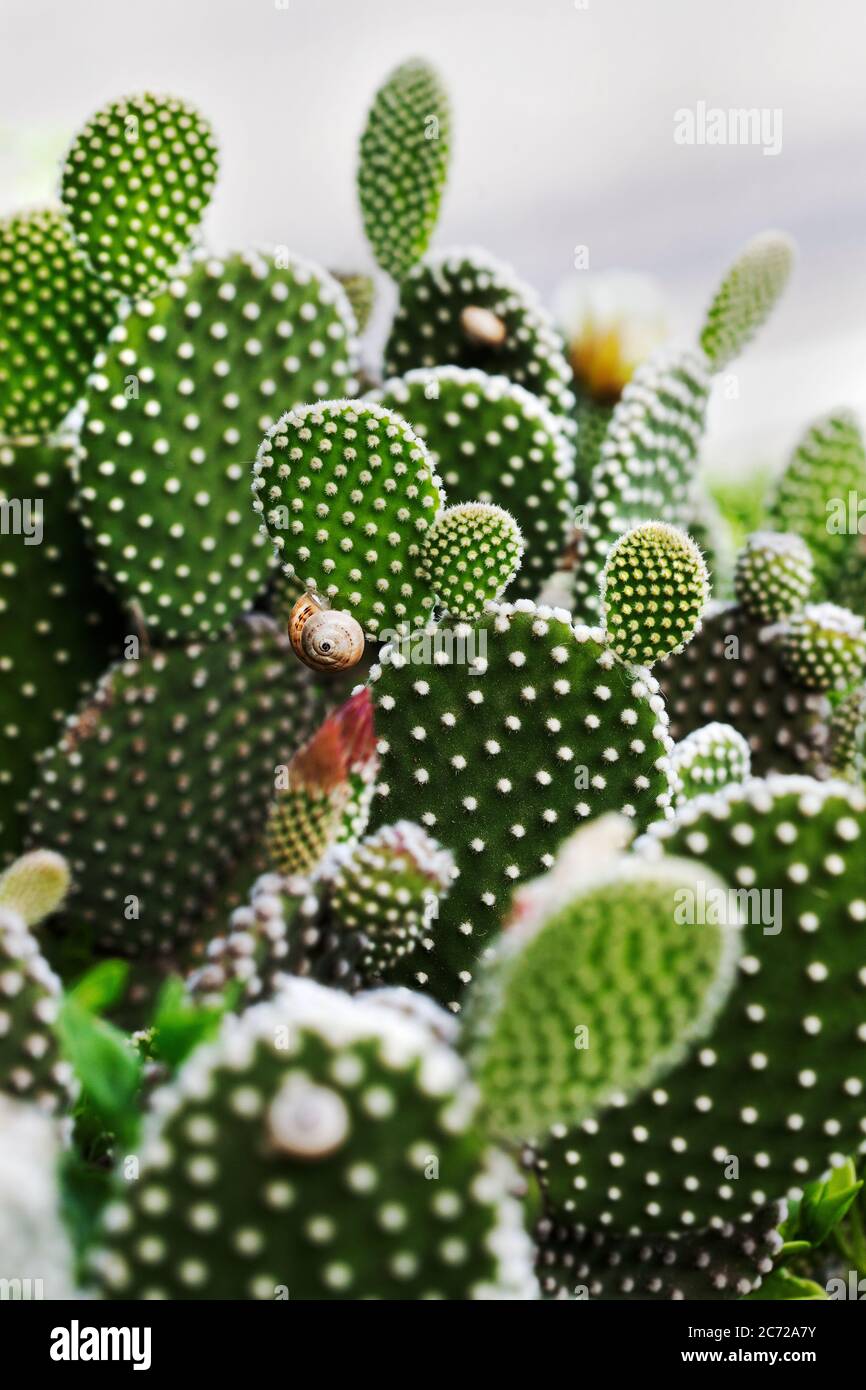 Flowering cactus, Spain Stock Photo - Alamy