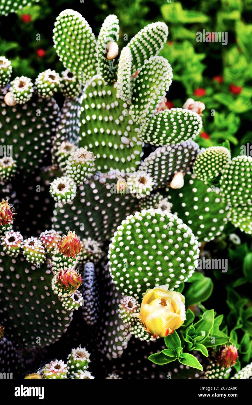 Spain vertical plant hi-res stock photography and images - Alamy