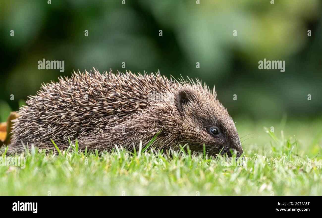 Female hedgehog hi-res stock photography and images - Alamy