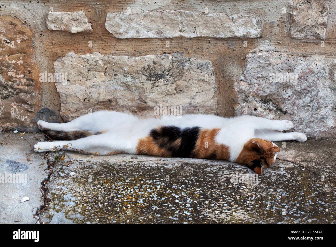 Young female cat stretching Stock Photo - Alamy