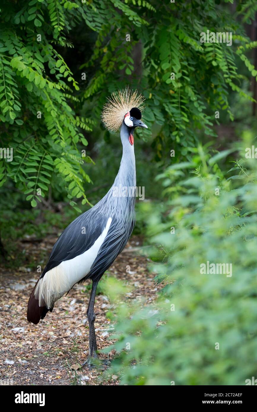 Crowned cranes in the wild Stock Photo - Alamy