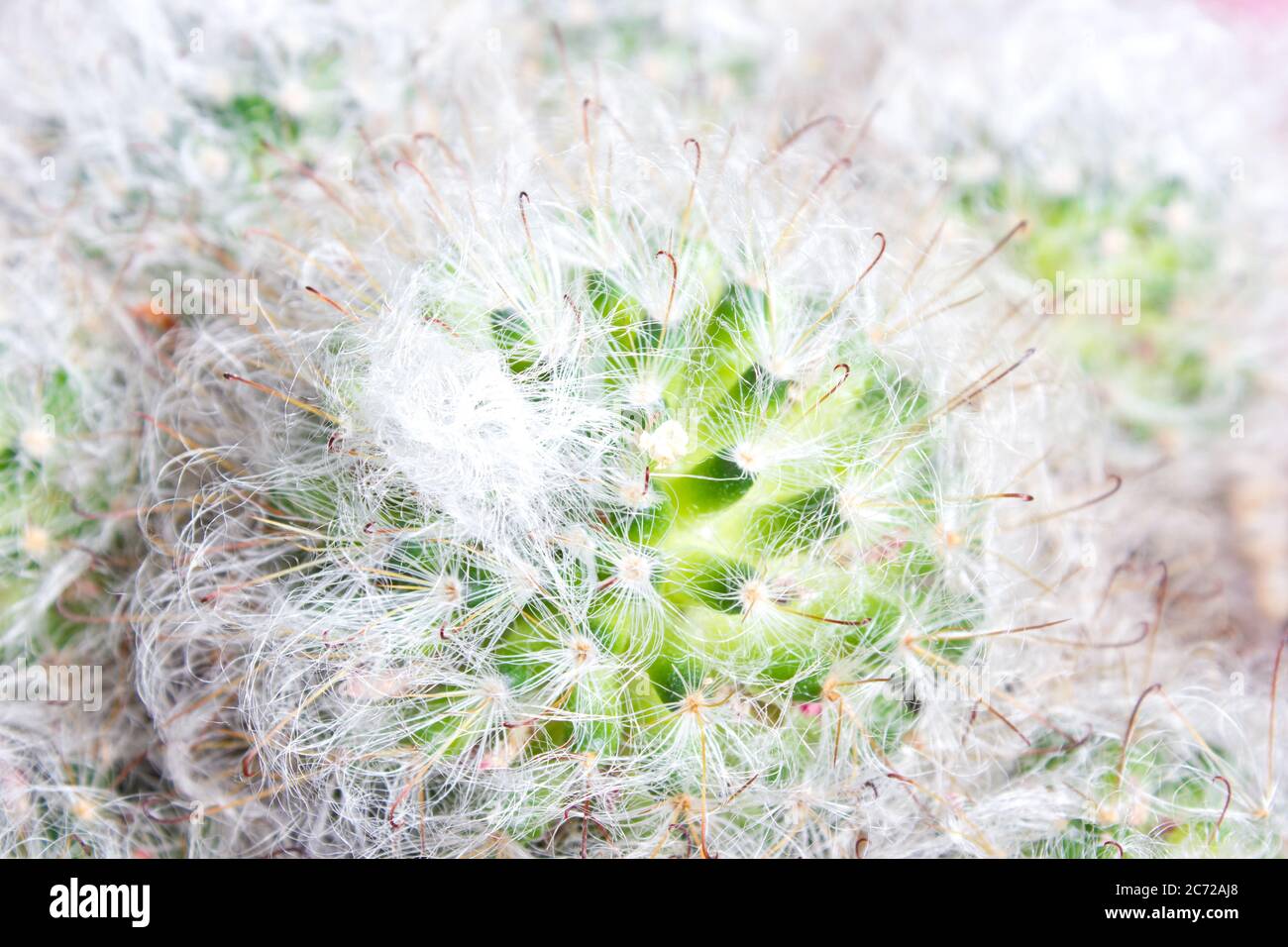 Fluffy Mammilyaria cactus - texture, house plant Stock Photo - Alamy