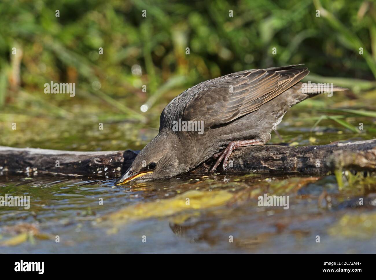 Common Starling (Sturnus vulgaris vulgaris) juvenile drinking from pond ...