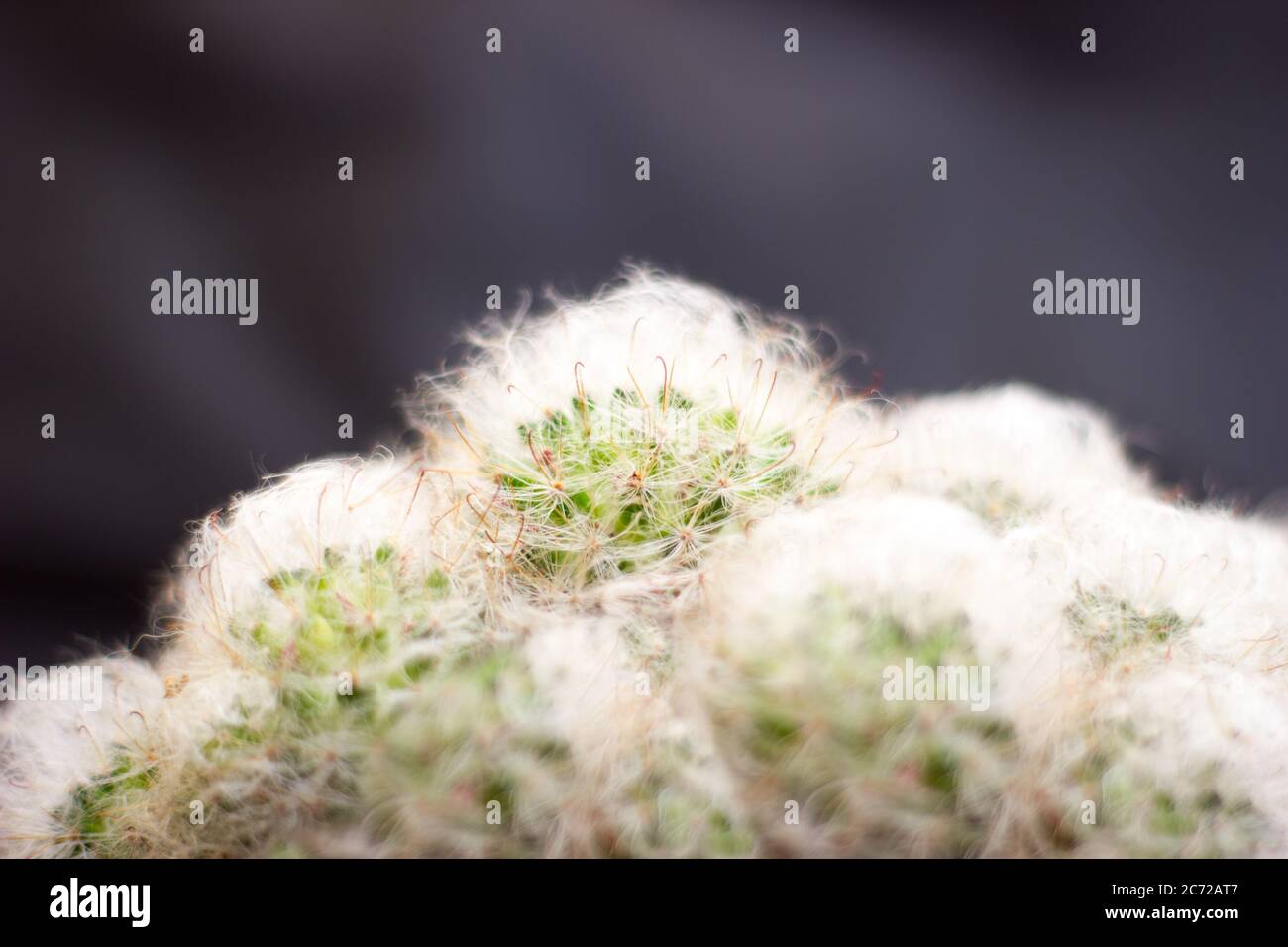 Fluffy cactus mammillaria - in a pot, house plant Stock Photo - Alamy