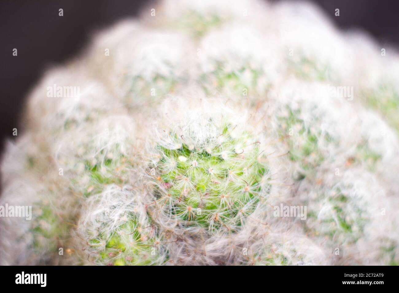 Fluffy cactus mammillaria - in a pot, house plant Stock Photo - Alamy
