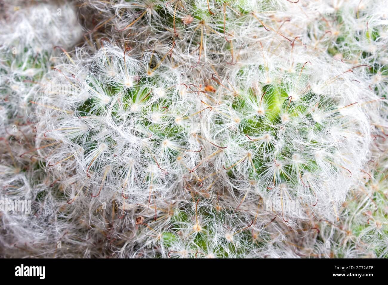 Fluffy Mammilyaria cactus - texture, house plant Stock Photo - Alamy