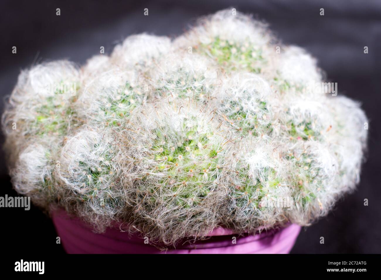 Fluffy cactus mammillaria - in a pot, house plant Stock Photo - Alamy
