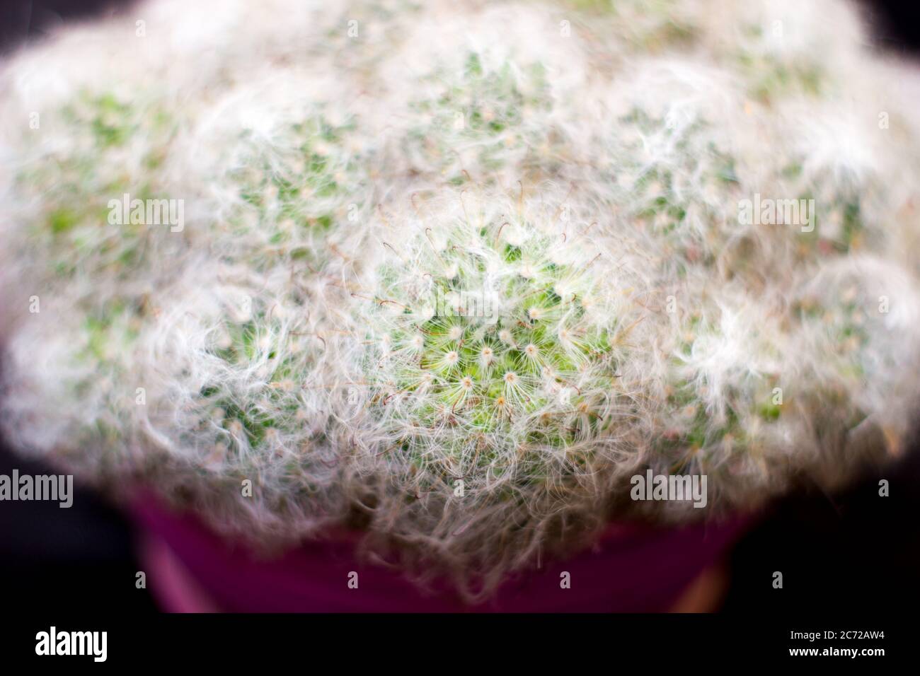 Fluffy cactus mammillaria - in a pot, house plant Stock Photo - Alamy