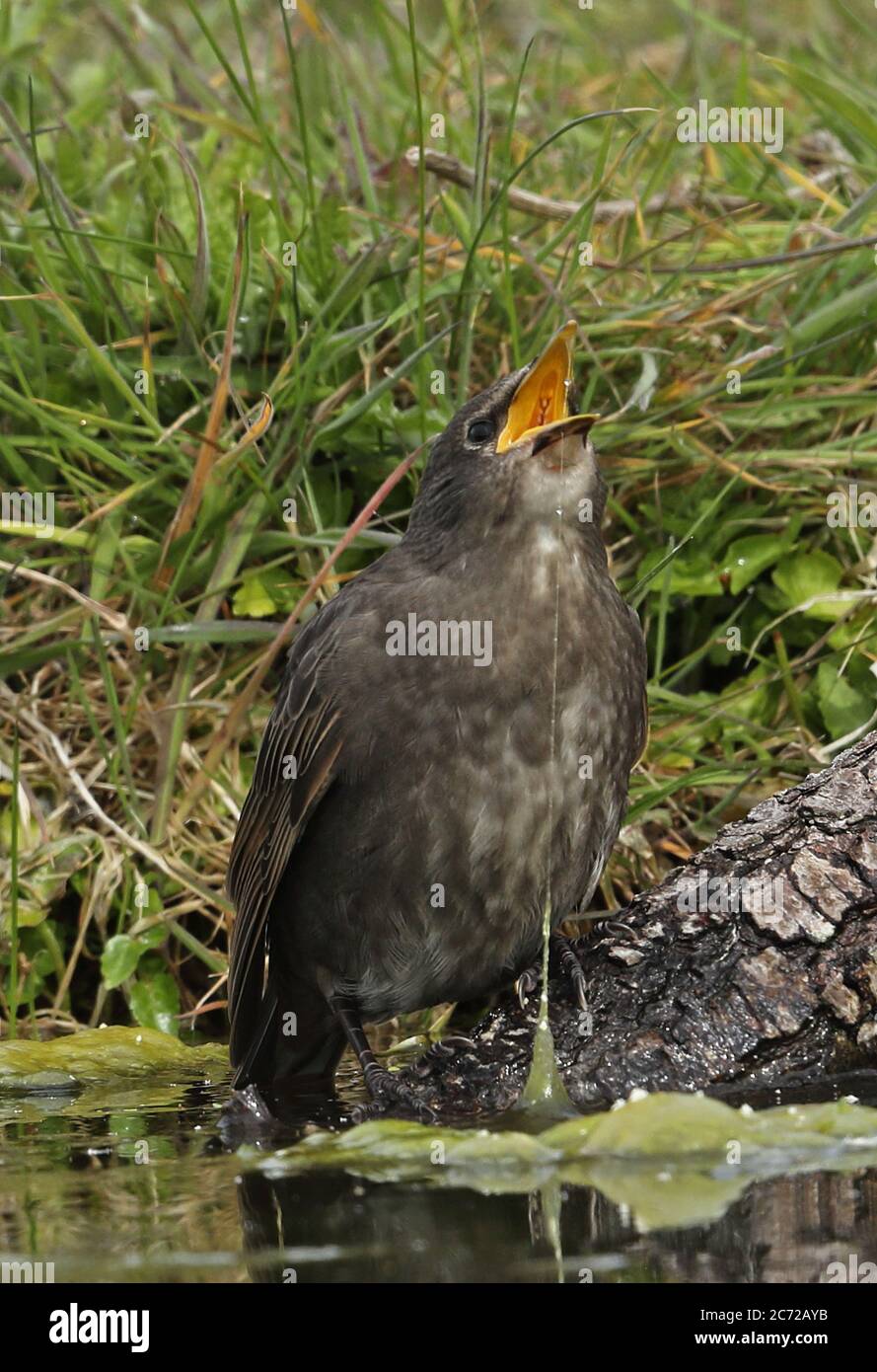 Common Starling (Sturnus vulgaris vulgaris) juvenile drinking from pond ...