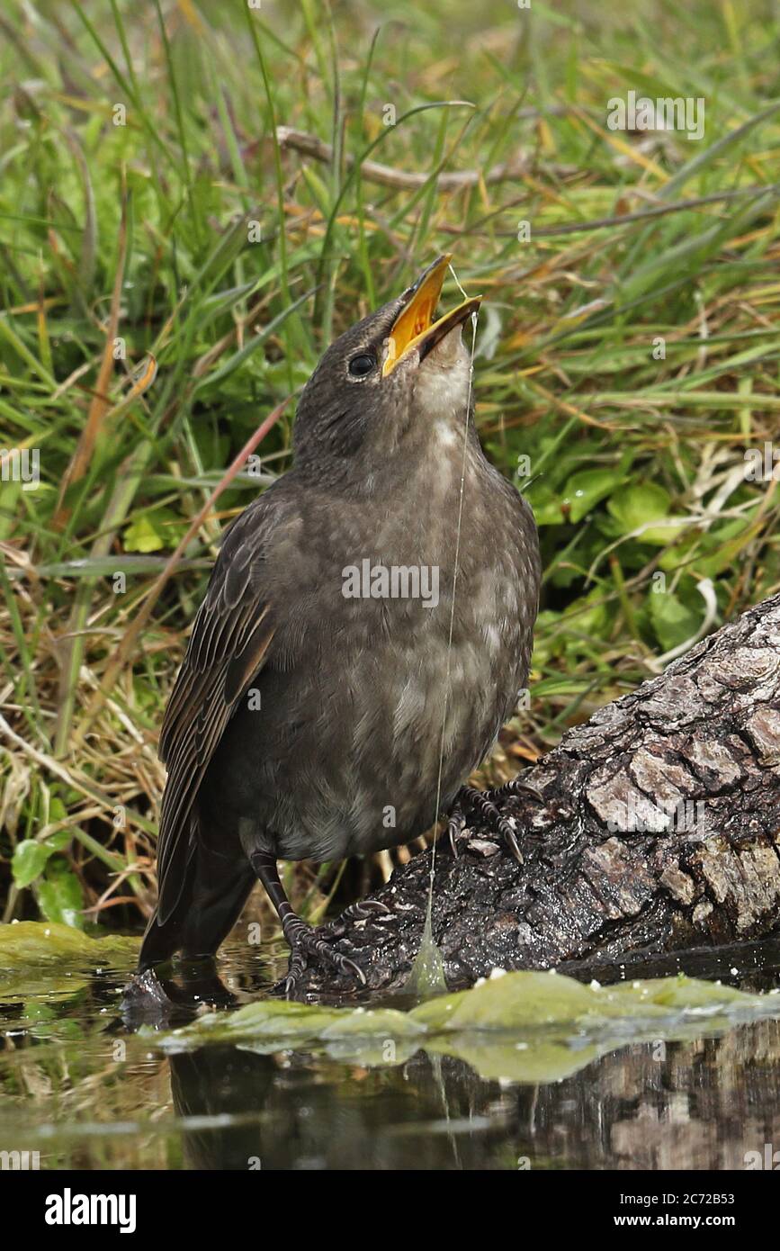 Common Starling (Sturnus vulgaris vulgaris) juvenile drinking from pond ...