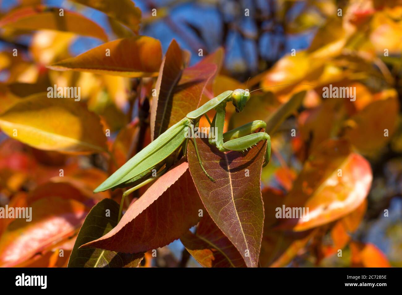 Praying mantis on a background of autumn red and yellow leaves on a ...