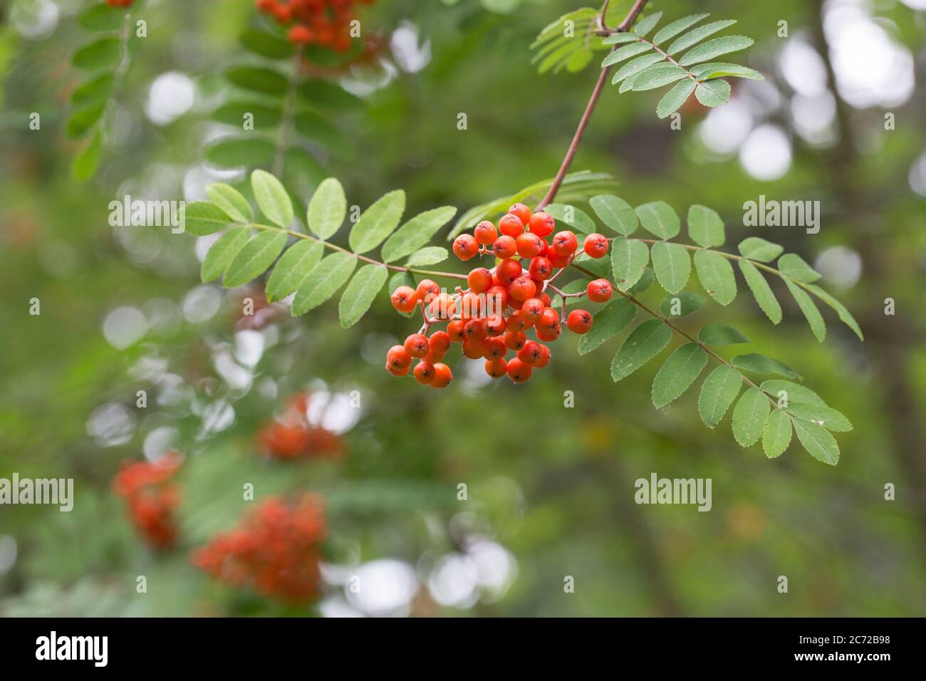 Sorbus aucuparia berries Stock Photo - Alamy
