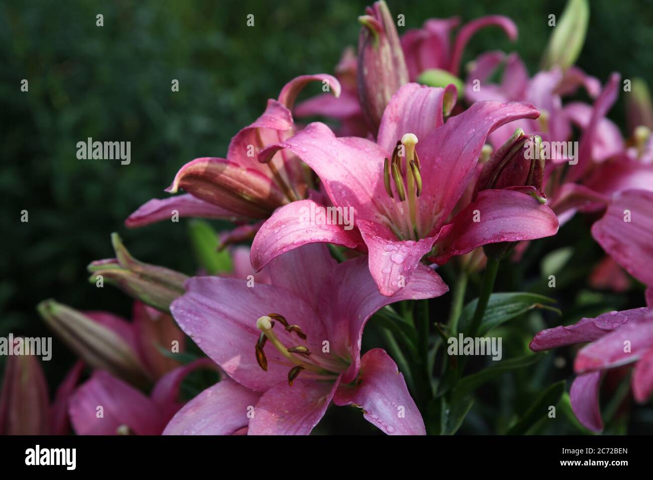 close up color lily flower in the garden background Stock Photo - Alamy