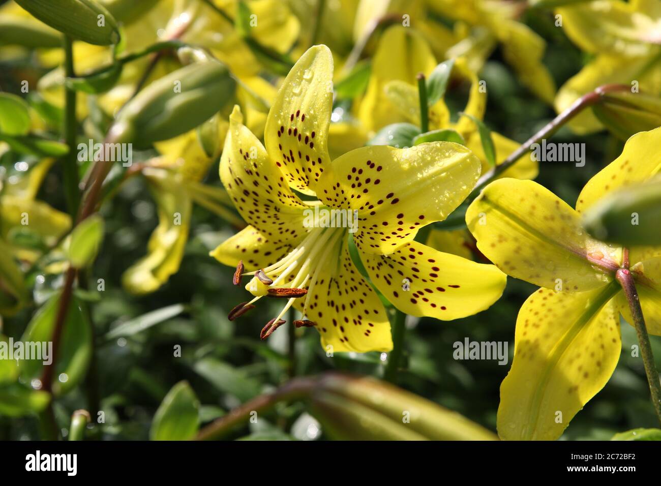 close up color lily flower in the garden background Stock Photo - Alamy