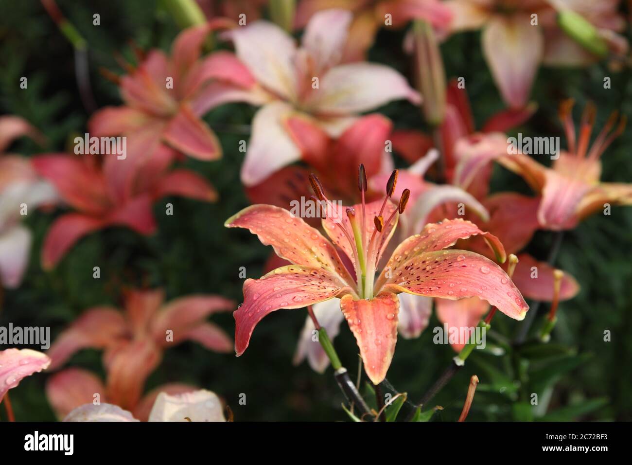 close up color lily flower in the garden background Stock Photo - Alamy