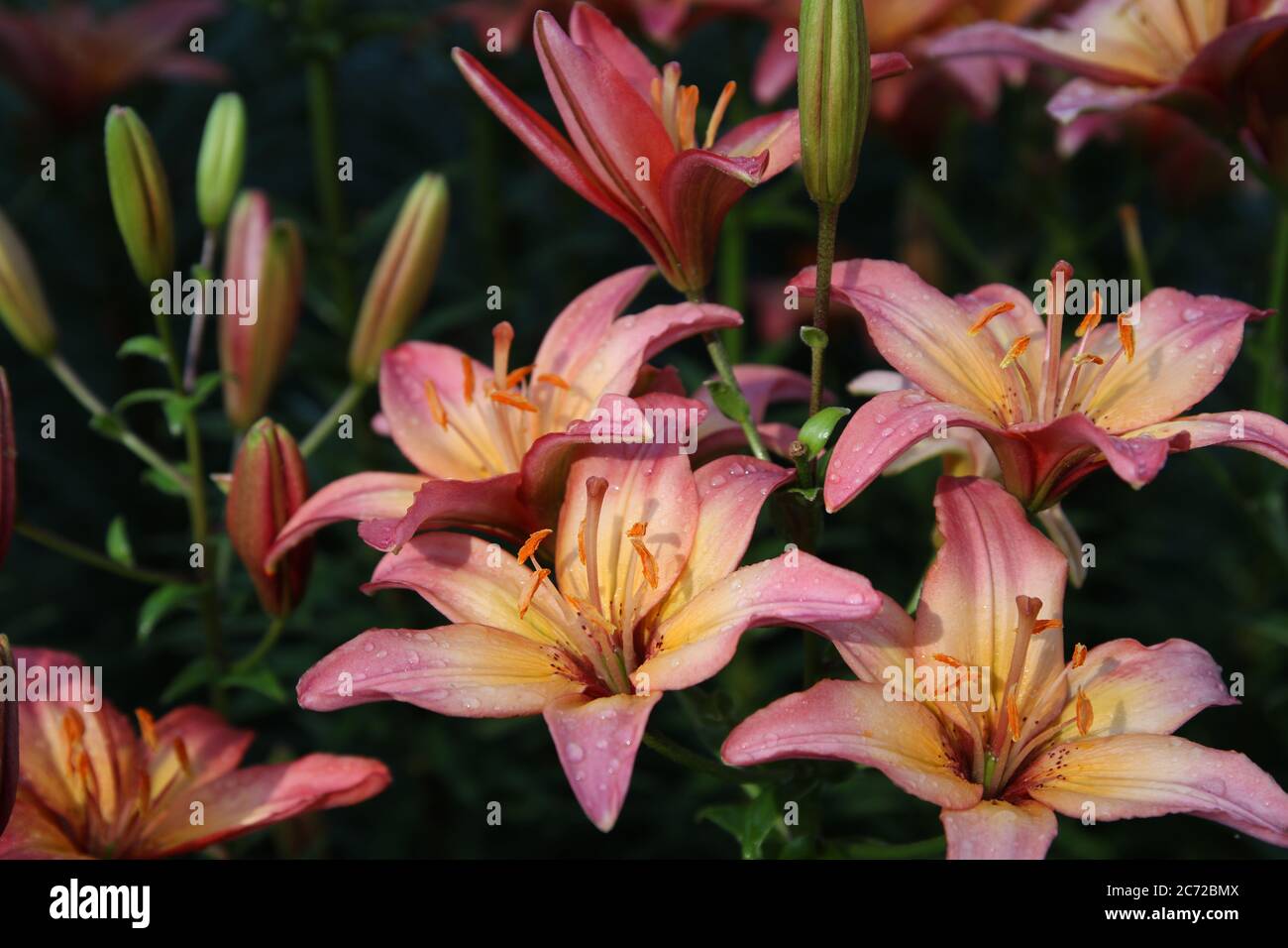 close up color lily flower in the garden background Stock Photo - Alamy