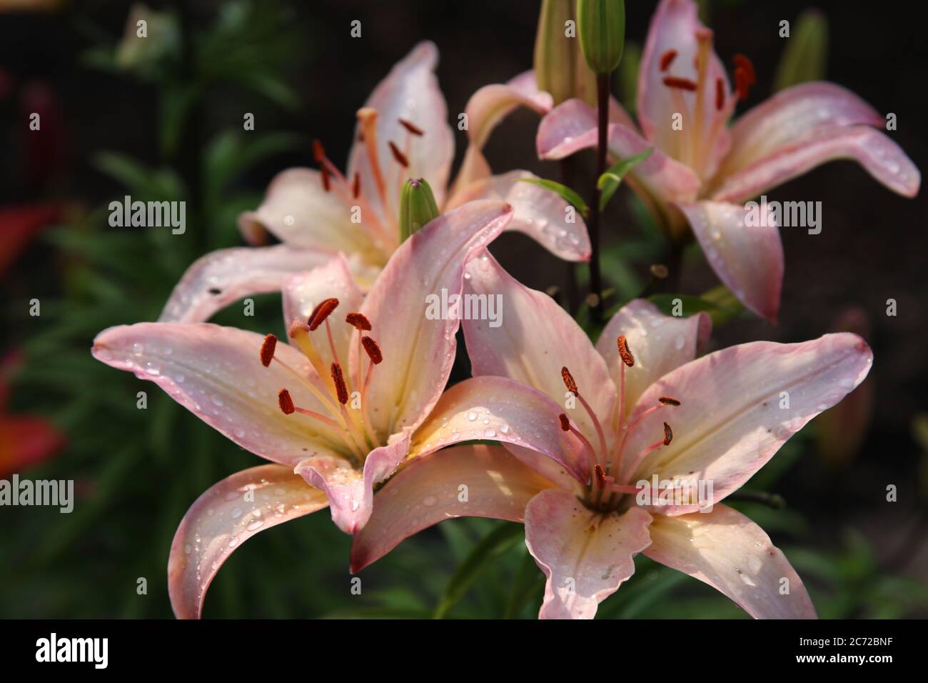close up color lily flower in the garden background Stock Photo - Alamy