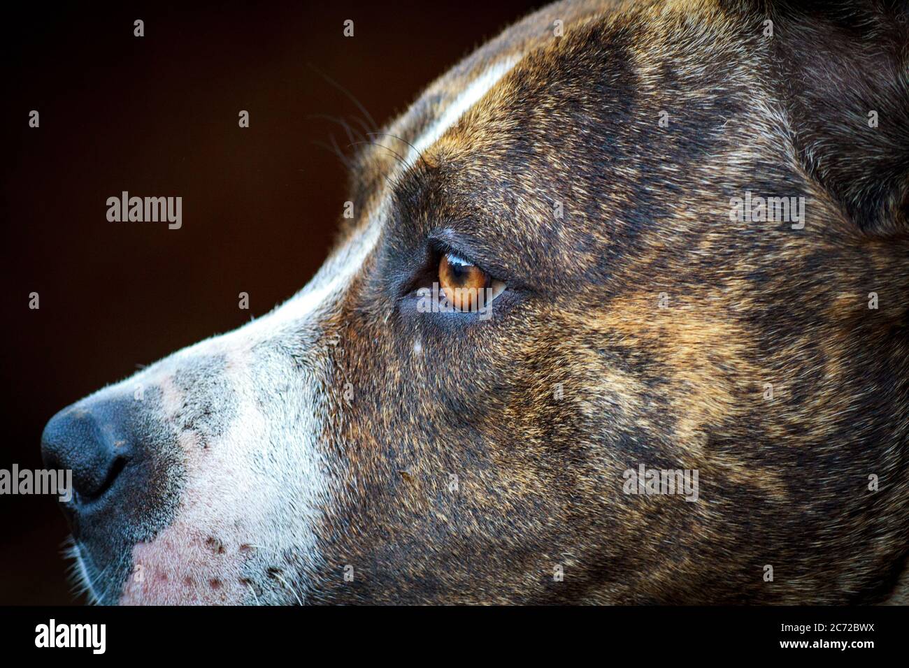 Muzzle of a large evil guard dog with large teeth close-up. The open ...