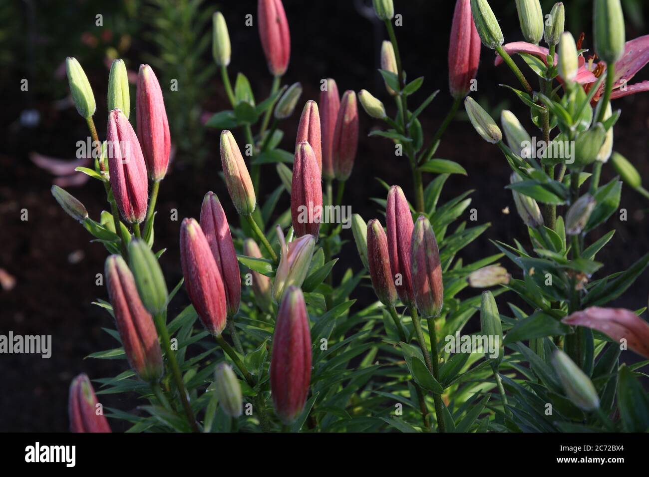 close up color lily flower in the garden background Stock Photo - Alamy