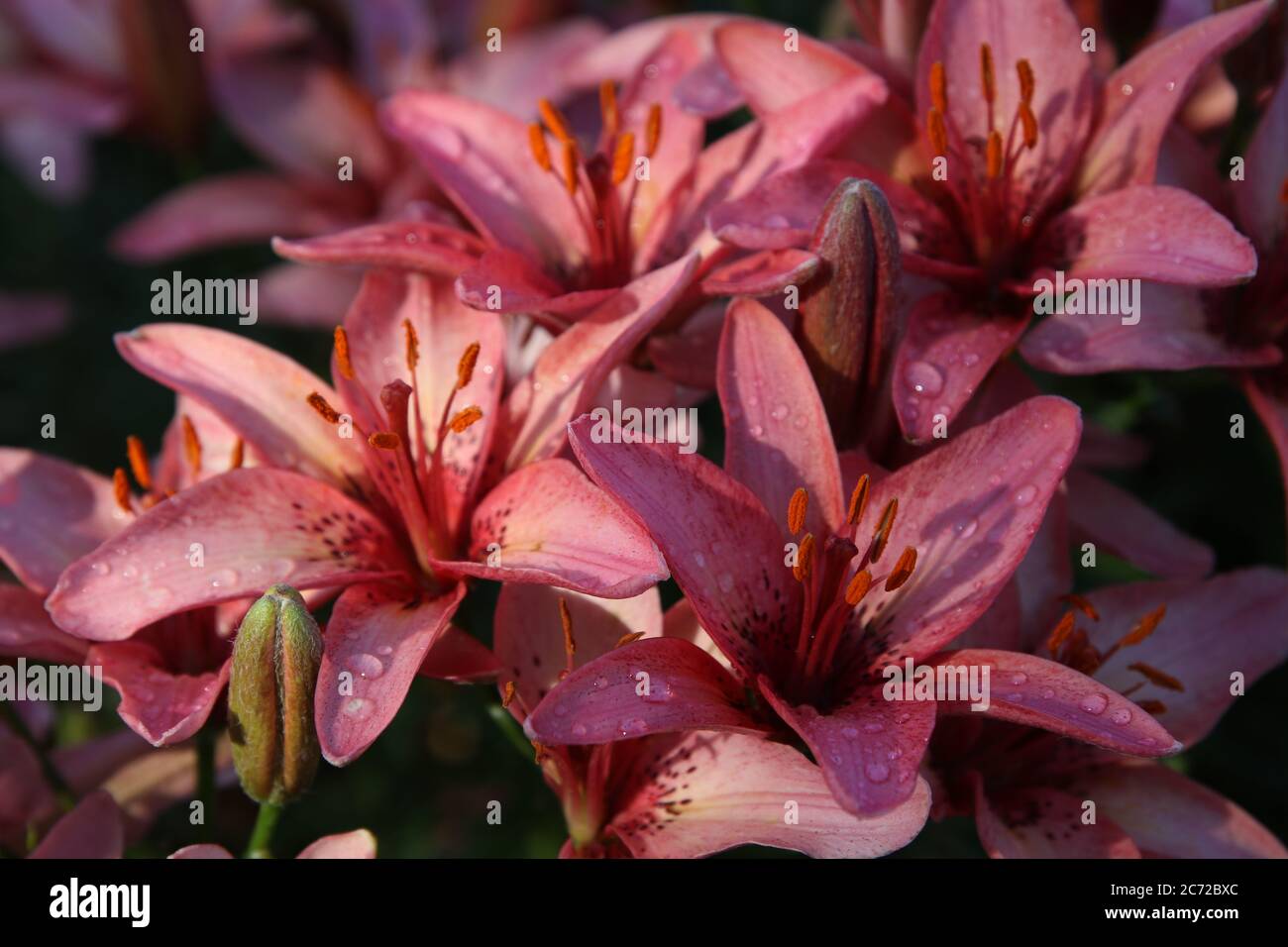 close up color lily flower in the garden background Stock Photo - Alamy