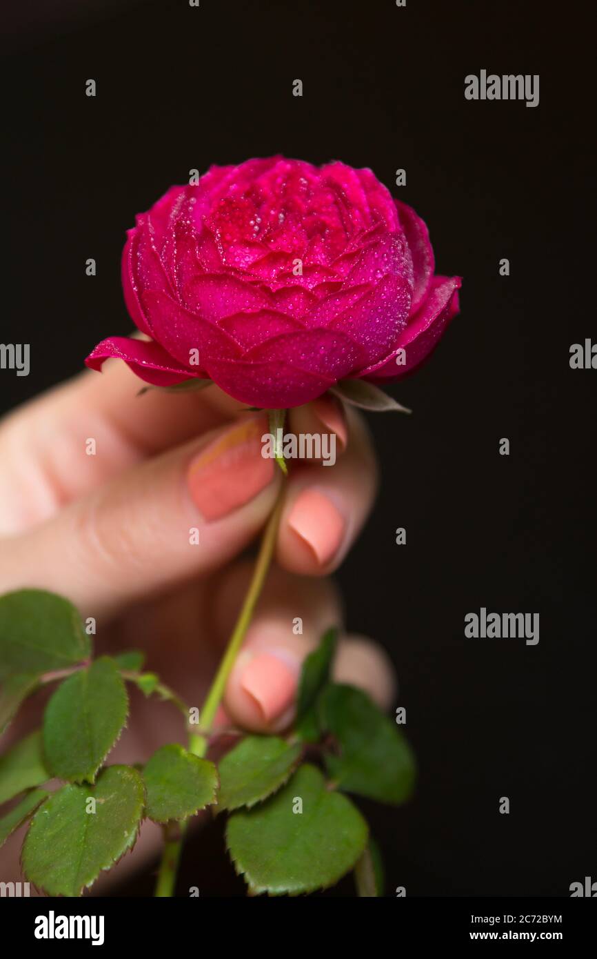 Beautiful red rose with dew drops in a female hand - on a black ...
