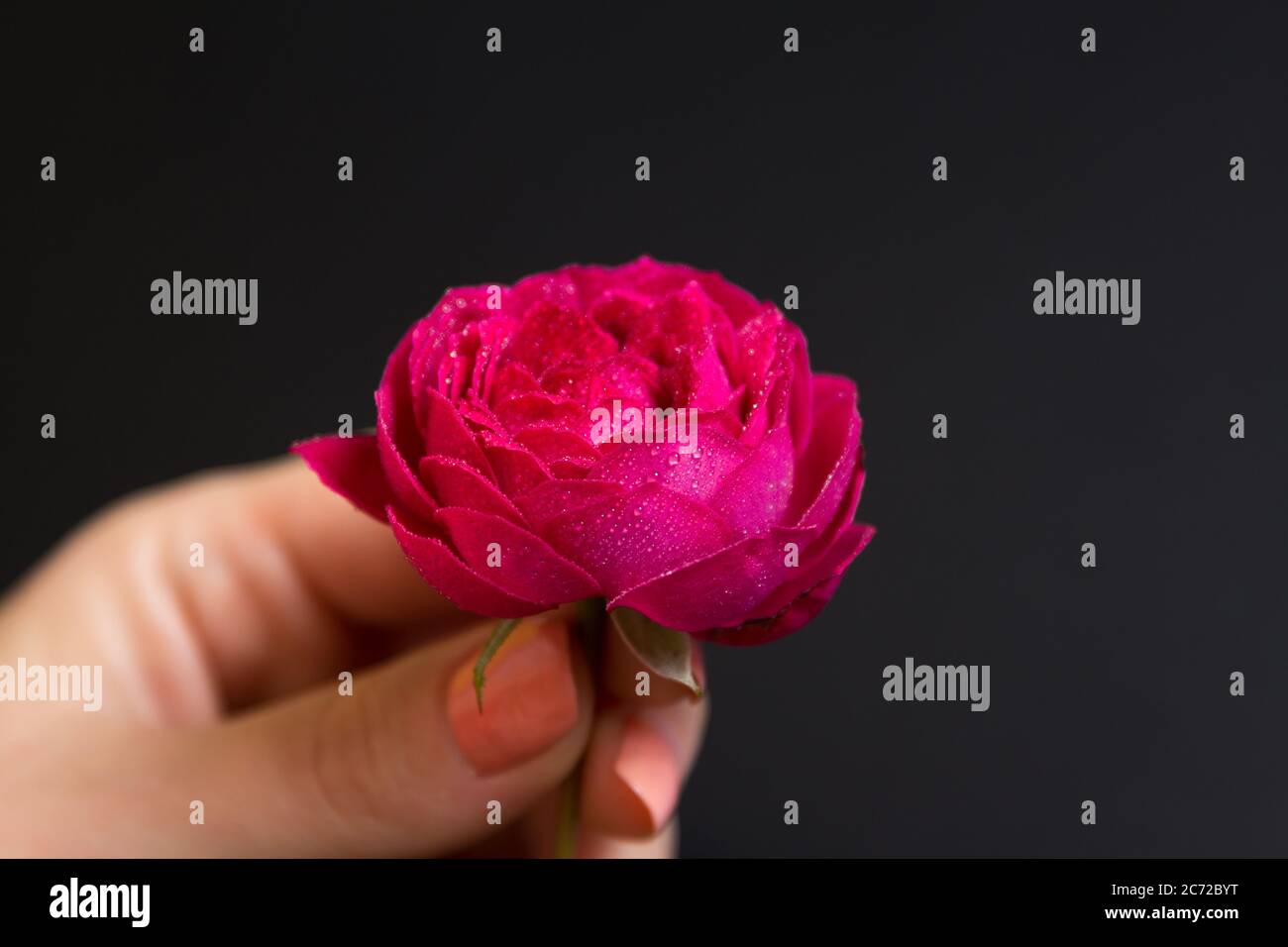 Beautiful red rose with dew drops in a female hand - on a black ...