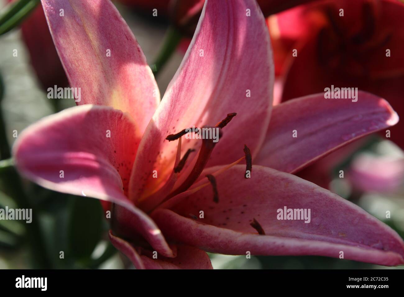 close up color lily flower in the garden background Stock Photo - Alamy