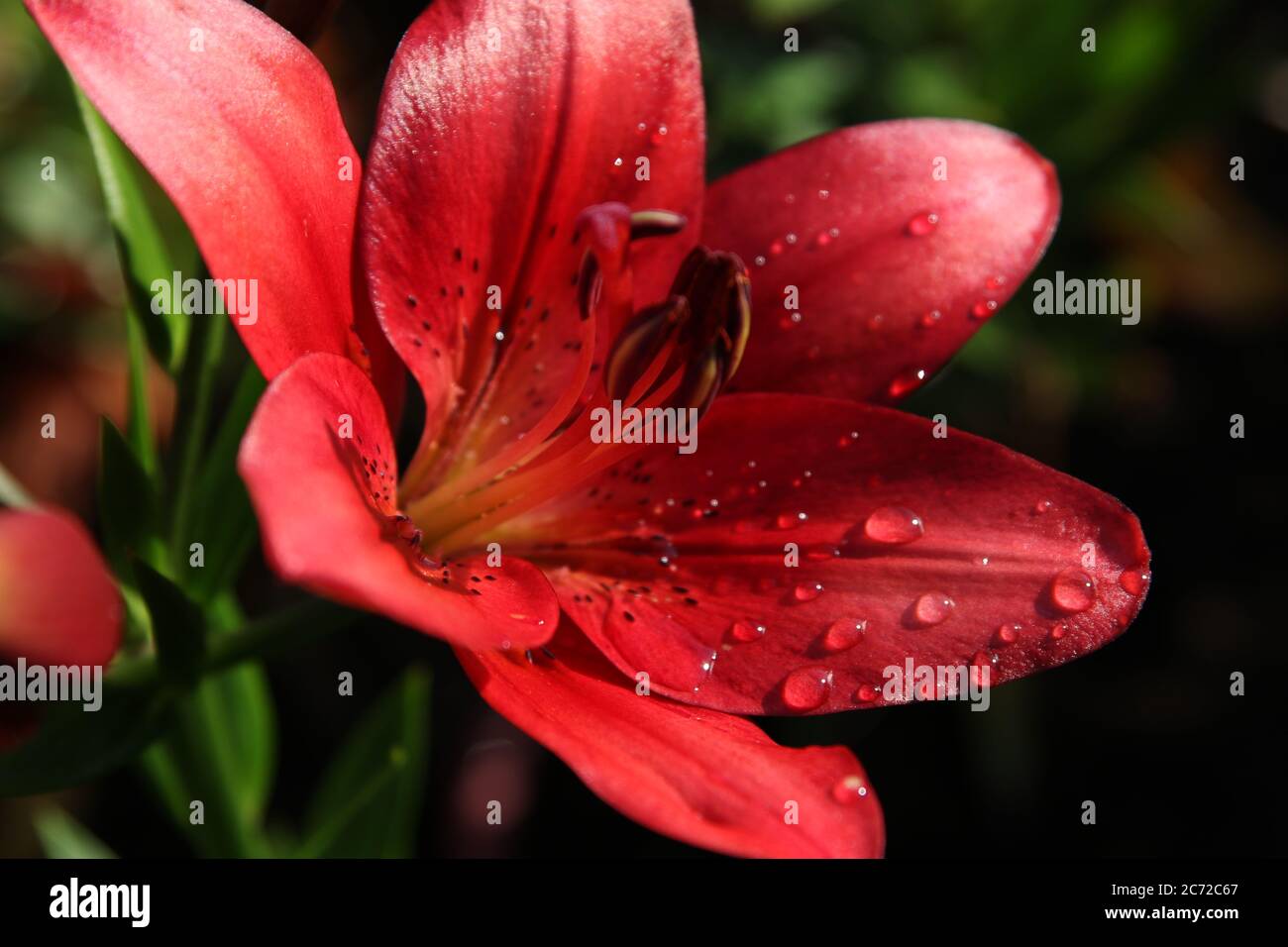 Abstract flower close up drawing hi-res stock photography and images ...