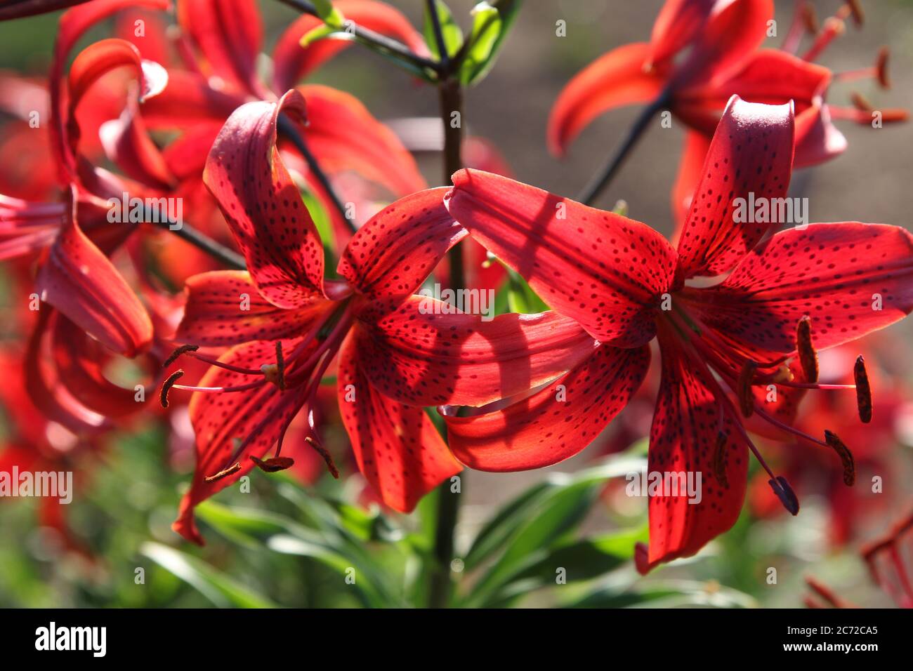 close up color lily flower in the garden background Stock Photo - Alamy
