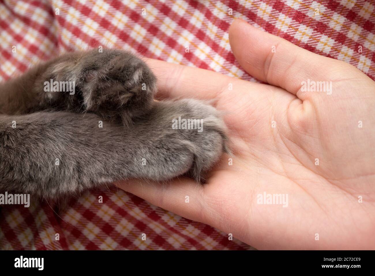 Fluffy gray kitten paws in the women's palm, hand - on a red checkered ...