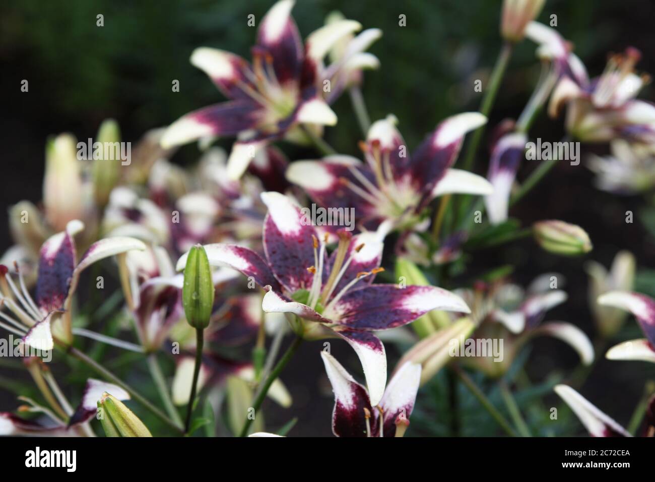 close up color lily flower in the garden background Stock Photo - Alamy