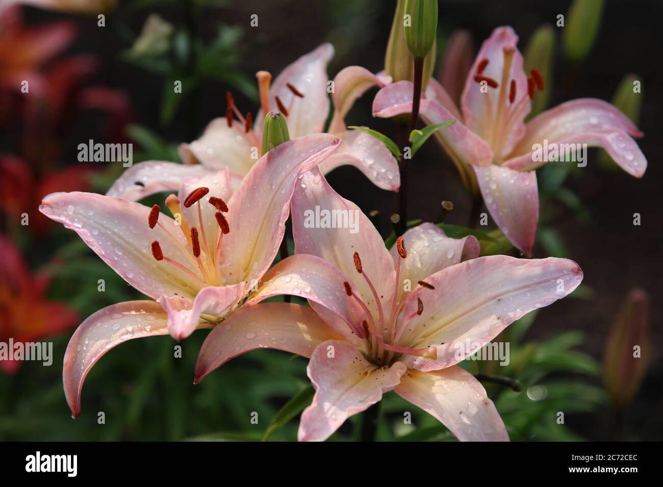 close up color lily flower in the garden background Stock Photo - Alamy