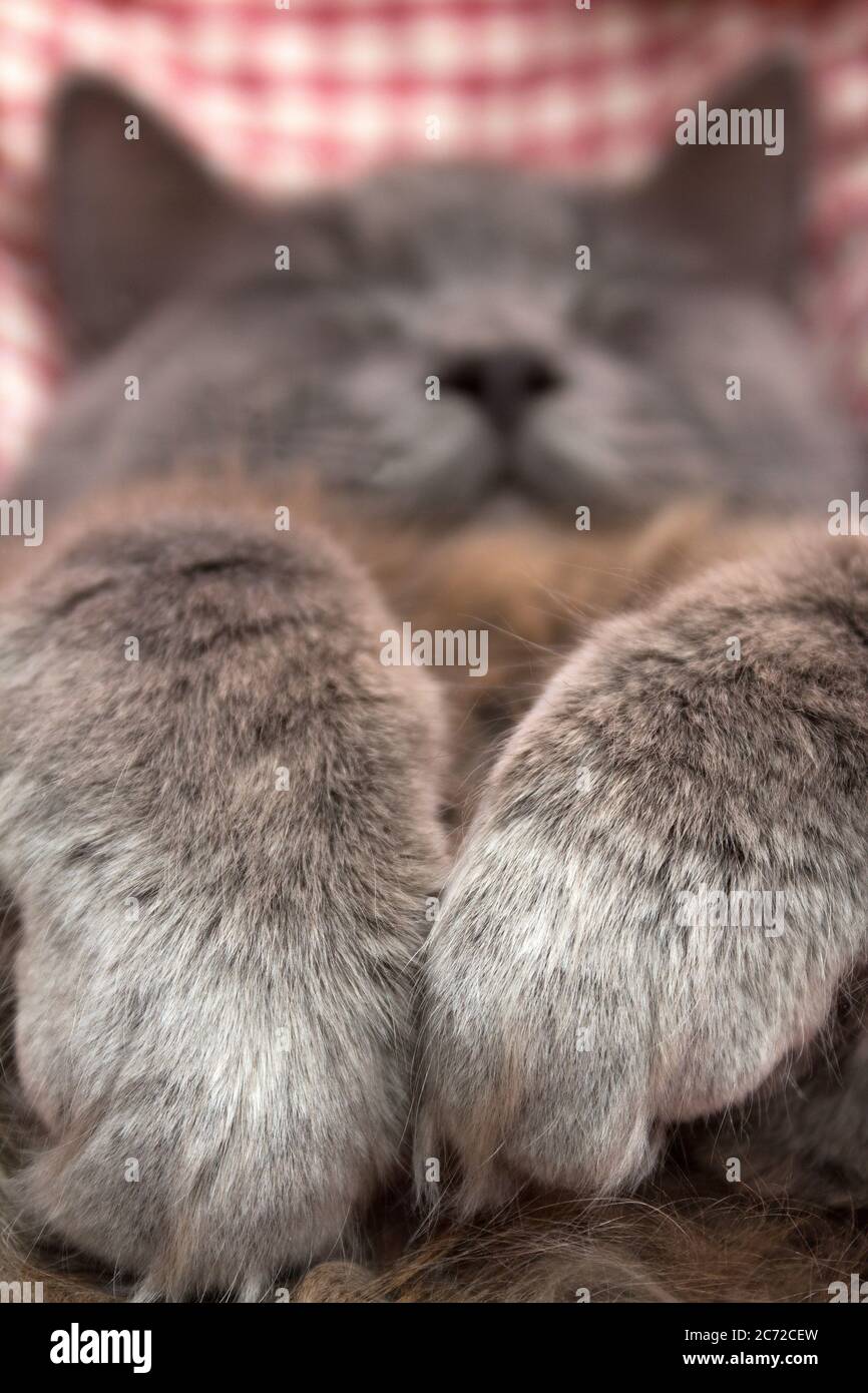 Gray kitten sleeping sweetly on his back, paws folded on the chest - on ...