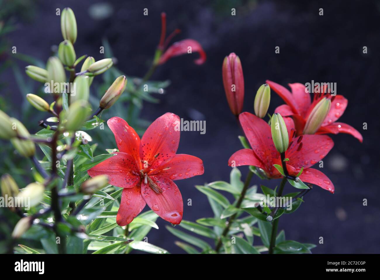 close up color lily flower in the garden background Stock Photo - Alamy