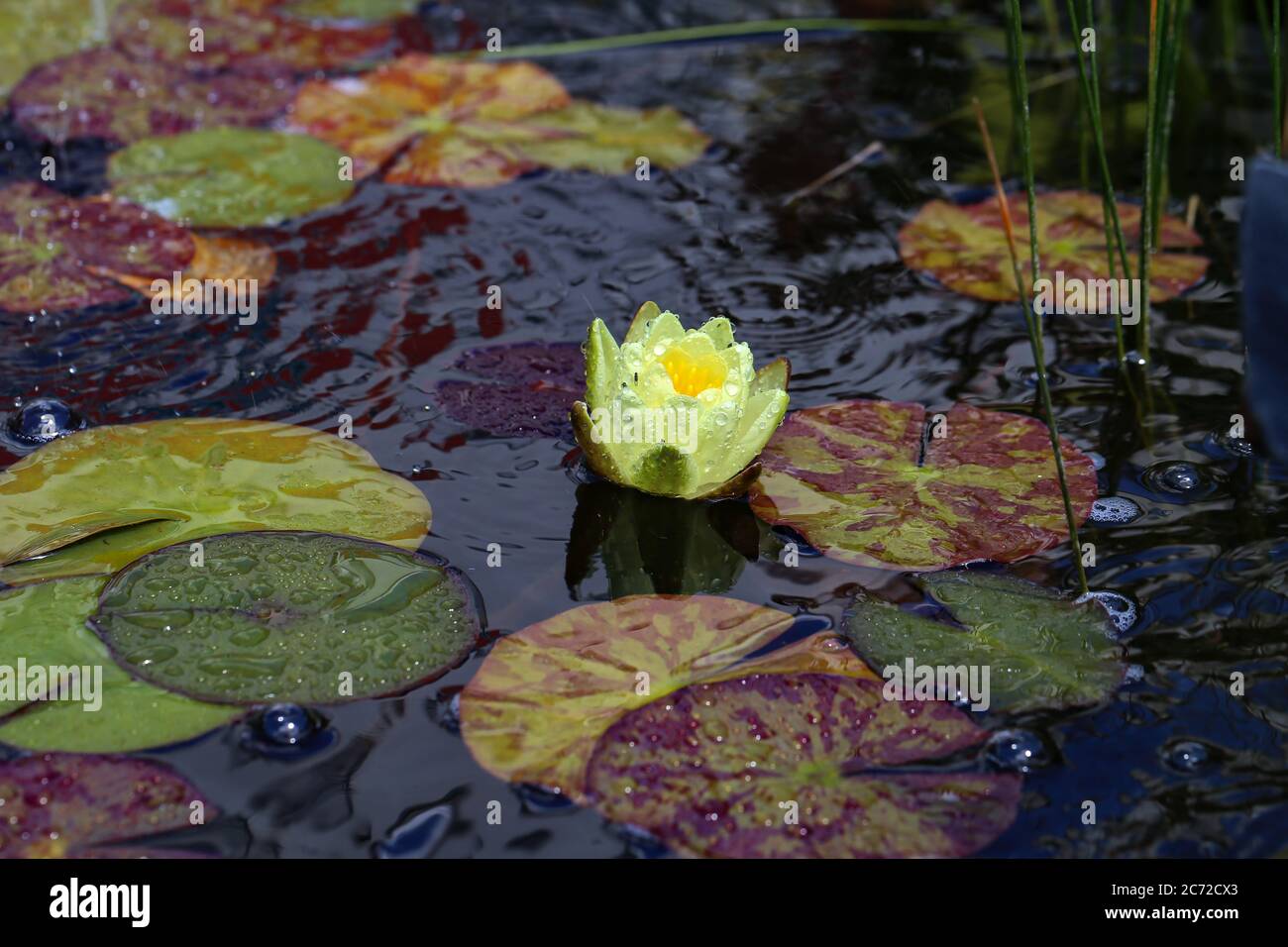 Beautiful yellow water lily or lotus flower Stock Photo - Alamy