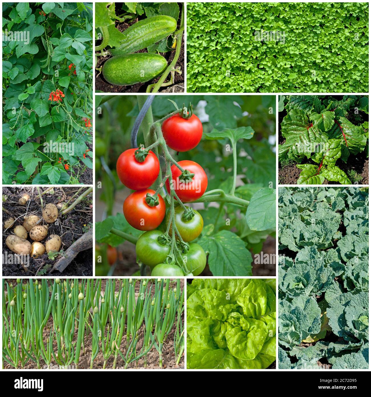 Different Types Of Vegetable Plants | atelier-yuwa.ciao.jp Different Types Of Vegetable Plants | atelier-yuwa.ciao.jp