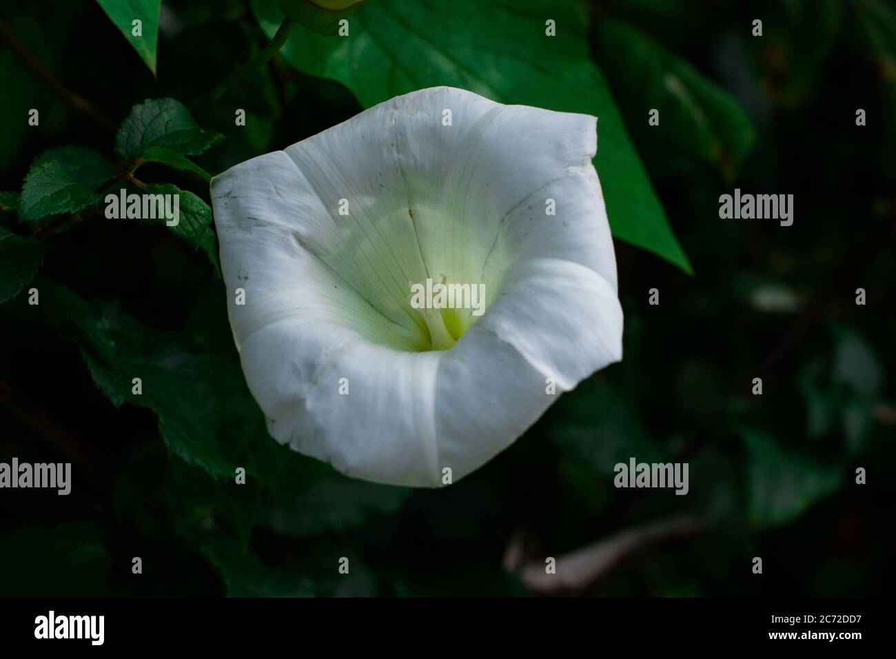 Calystegia flower in the forest Stock Photo - Alamy