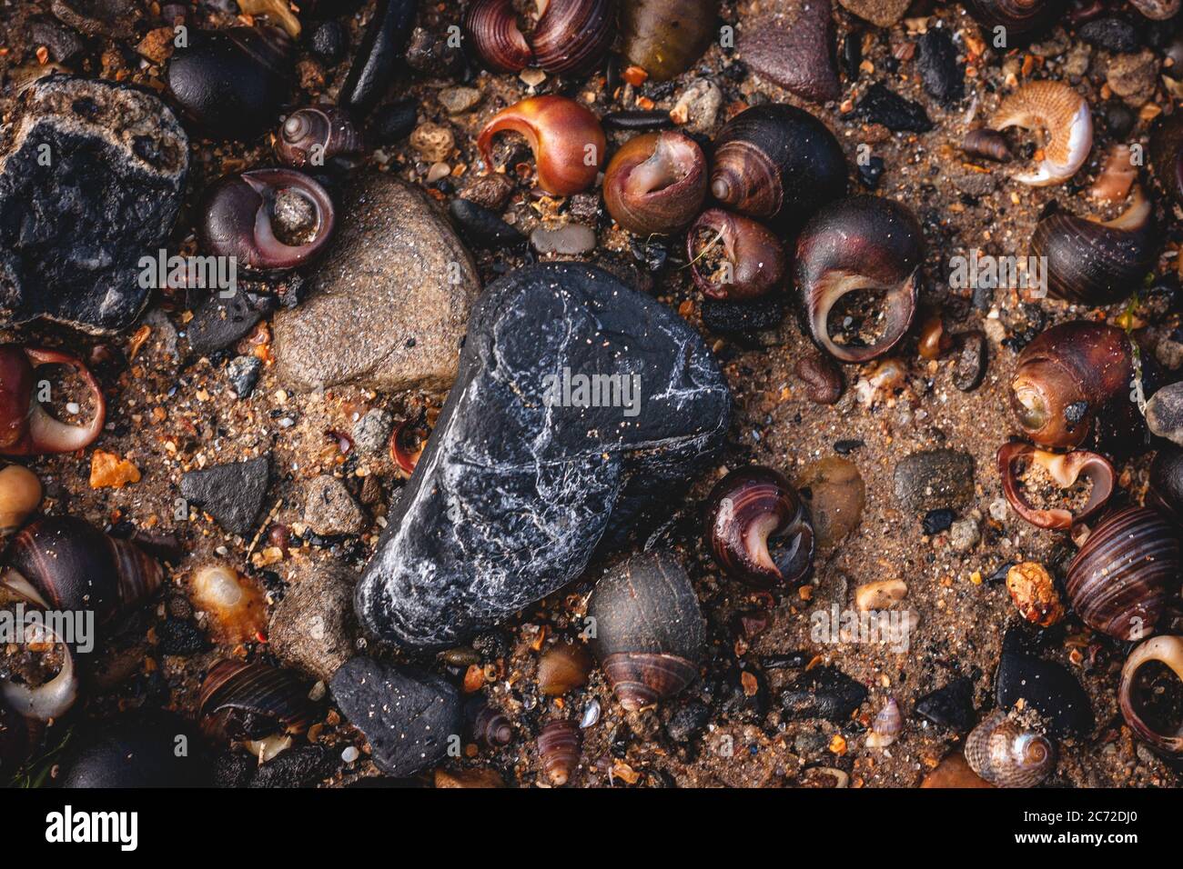 Stones and shells on the sand Stock Photo - Alamy