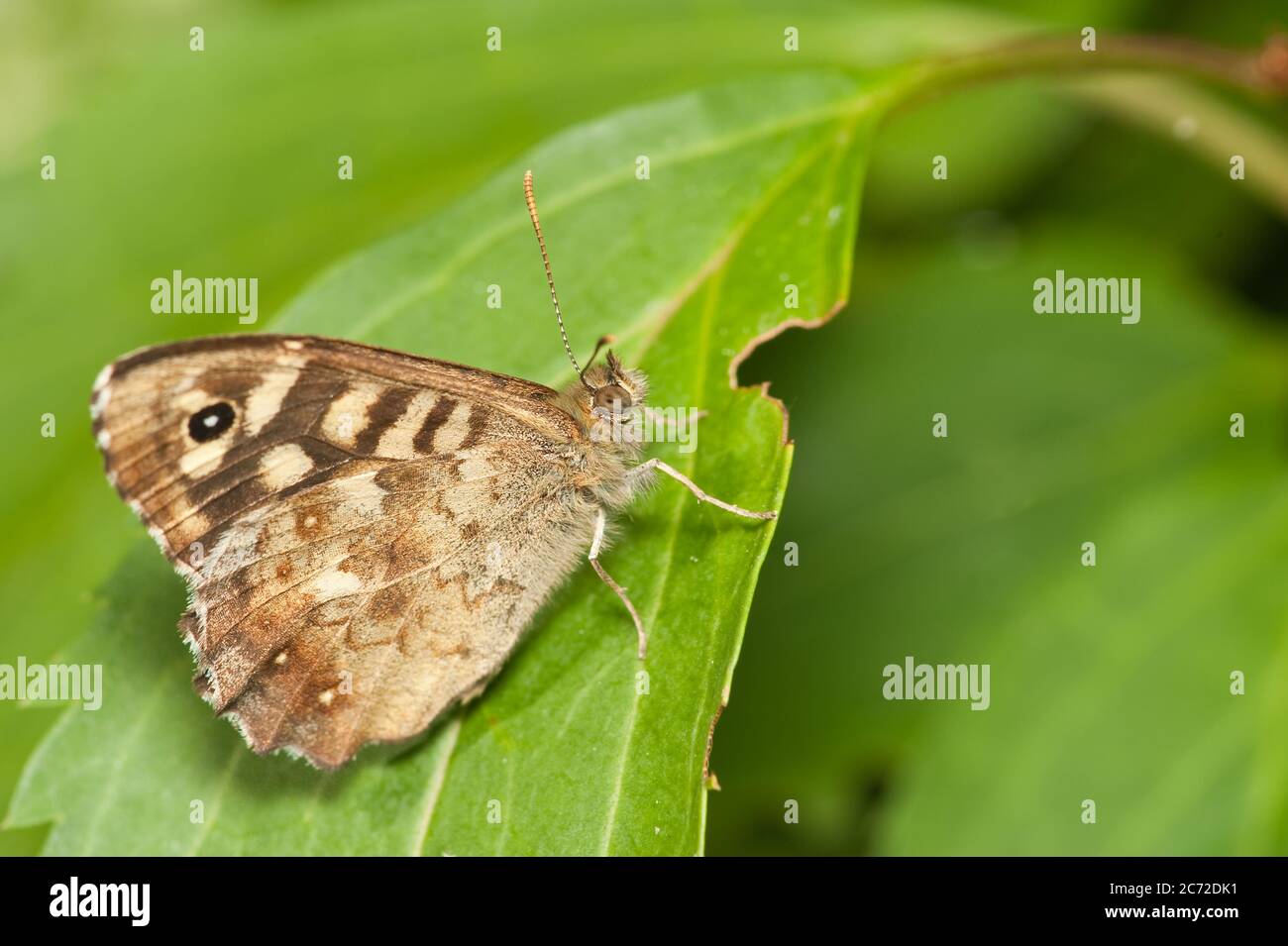 spotted wood buttefly side profile Stock Photo - Alamy