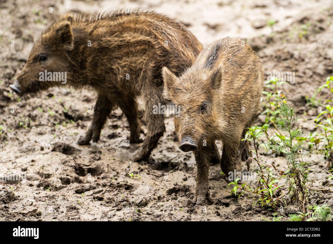 Little wild boars playing in mud Stock Photo - Alamy