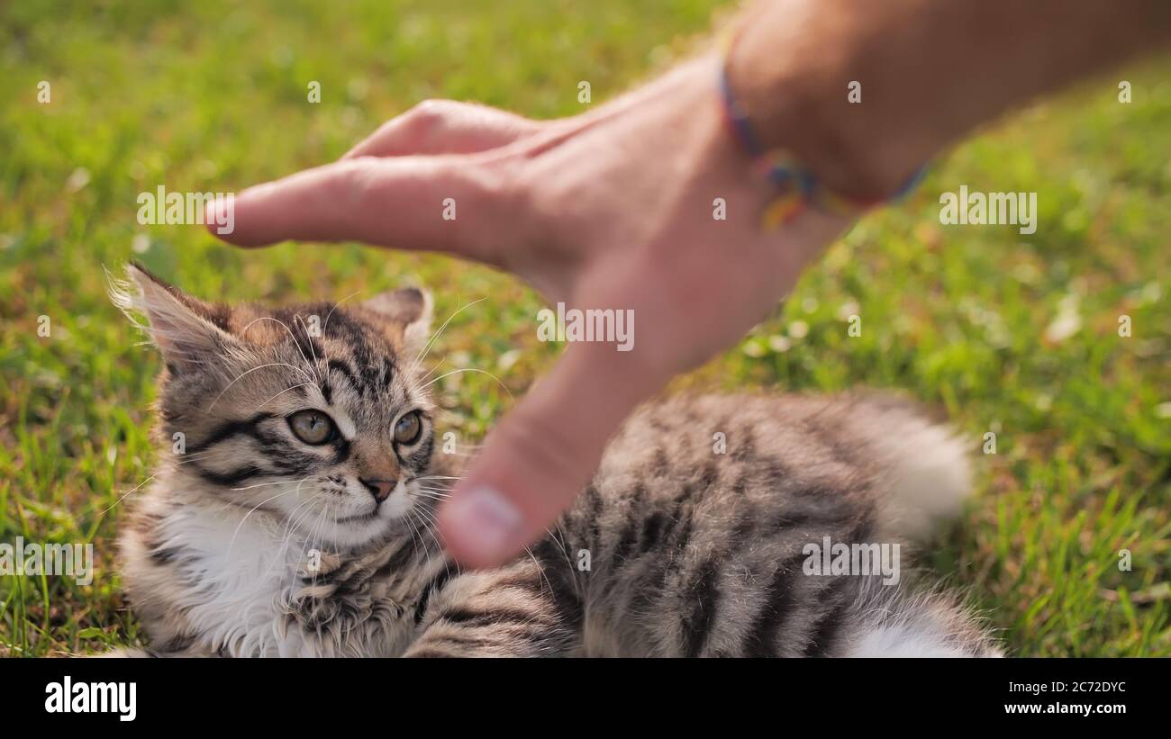 The owner plays with a young but angry kitten Stock Photo - Alamy