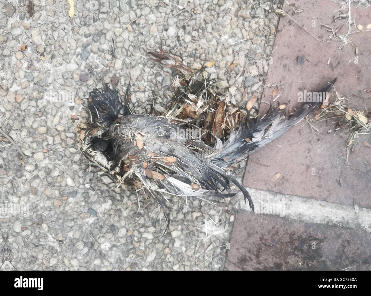 Dead bird in a cemetery hi-res stock photography and images - Alamy