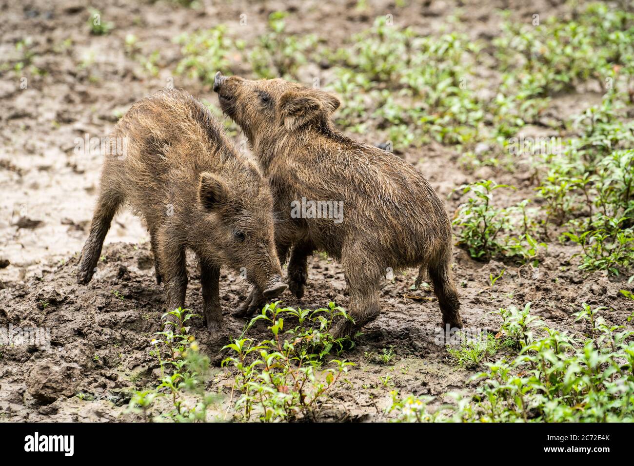 Little wild boars playing in mud Stock Photo - Alamy