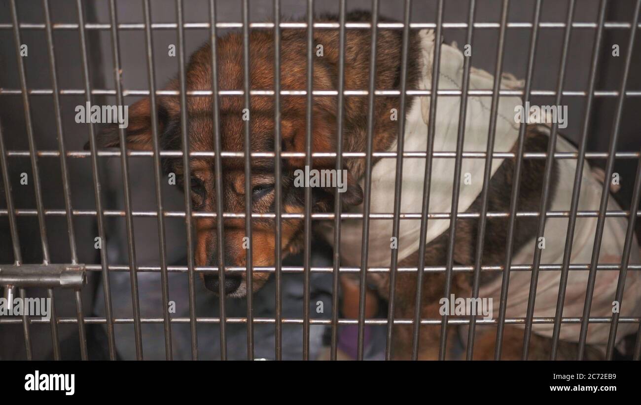 Sick dog in a cage at a veterinary clinic Stock Photo - Alamy