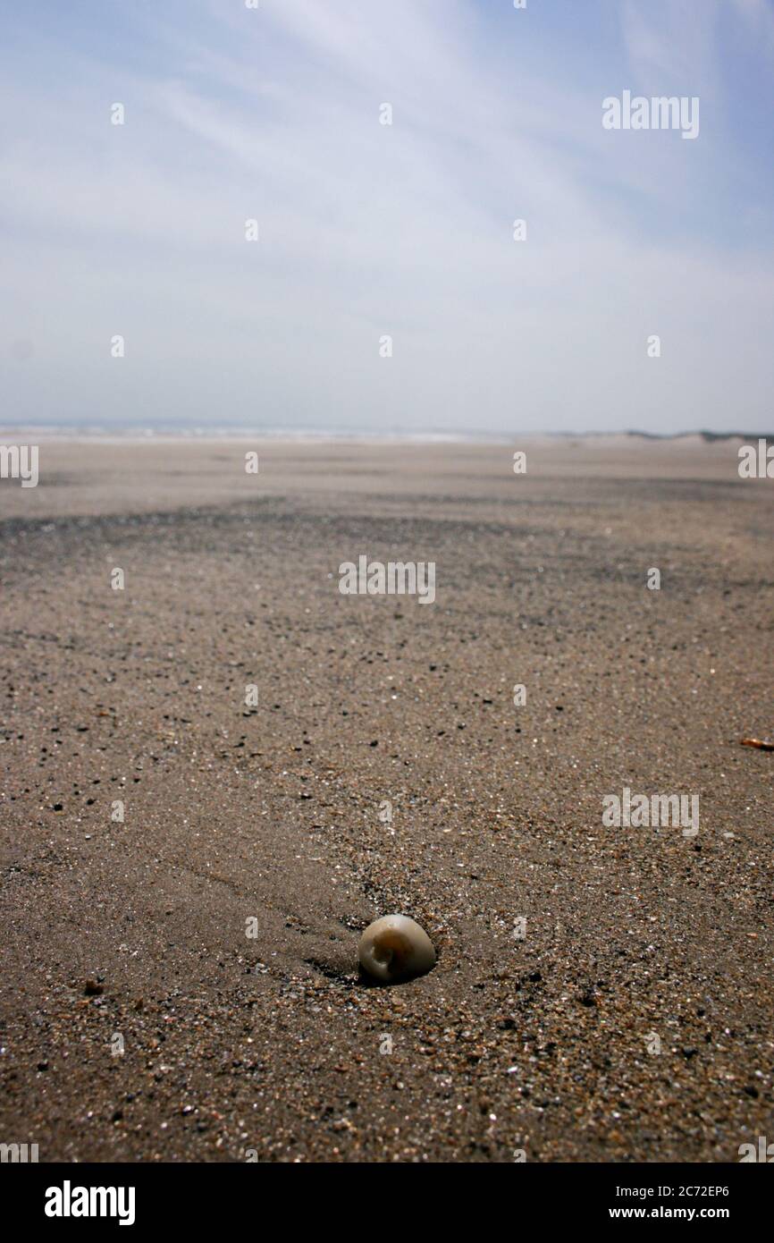 Snail shell on the beach Stock Photo - Alamy