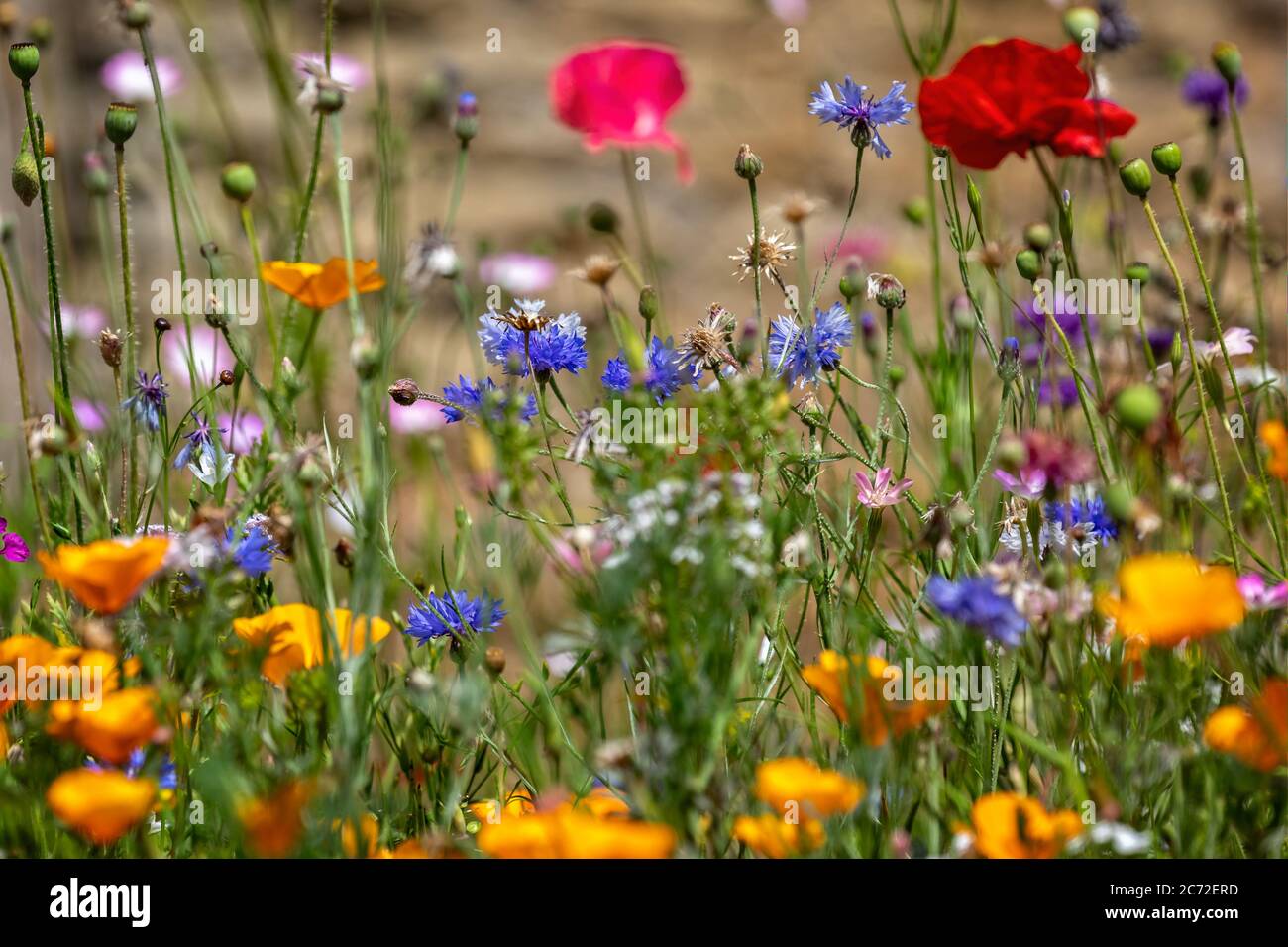 English meadow flowers hi-res stock photography and images - Alamy