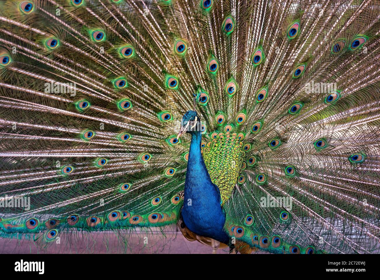 Peacock dancing open feathers hi-res stock photography and images - Alamy